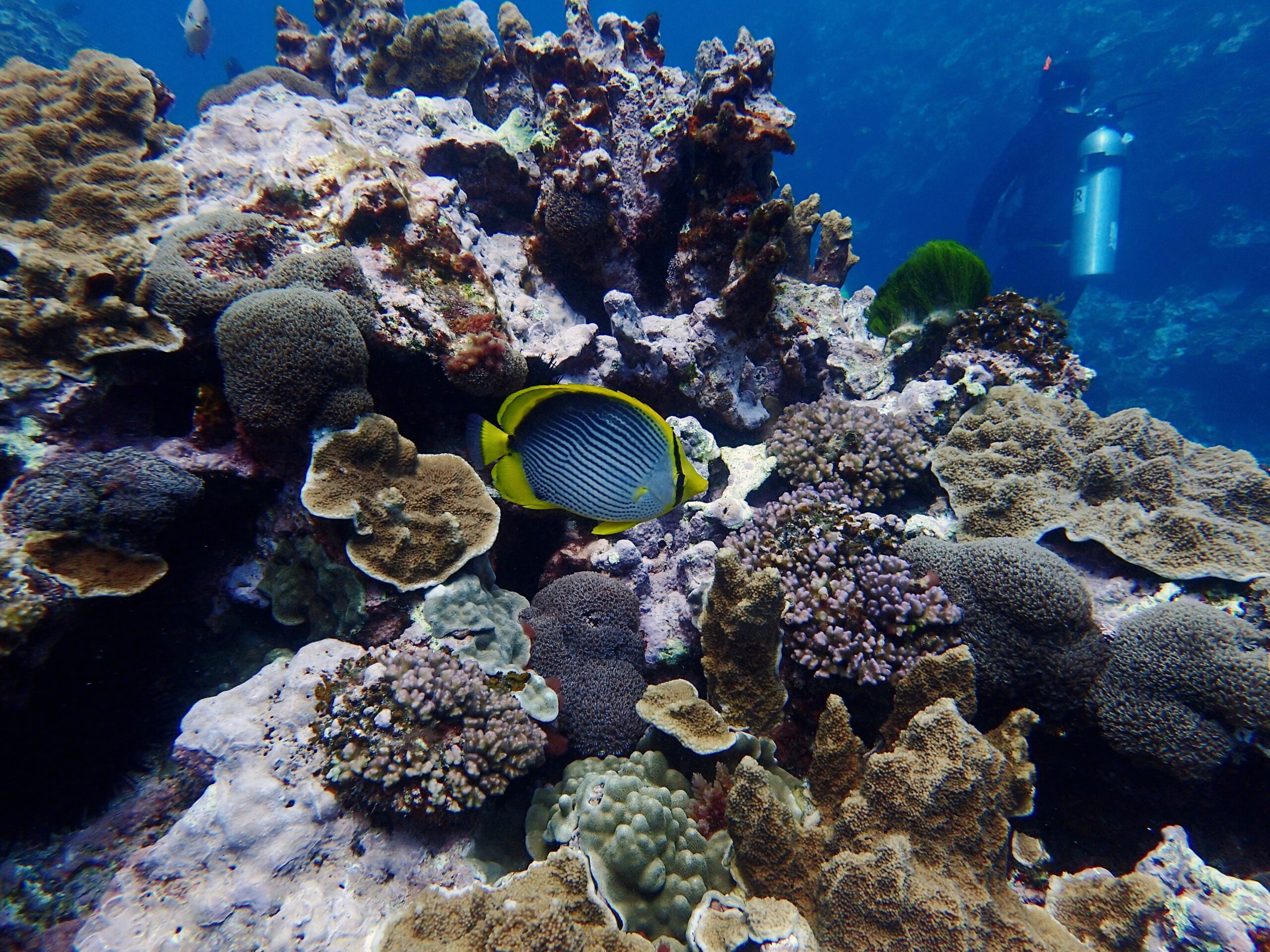 HSBC and Qld Govt purchase world-first Reef Credits - GreenCollar