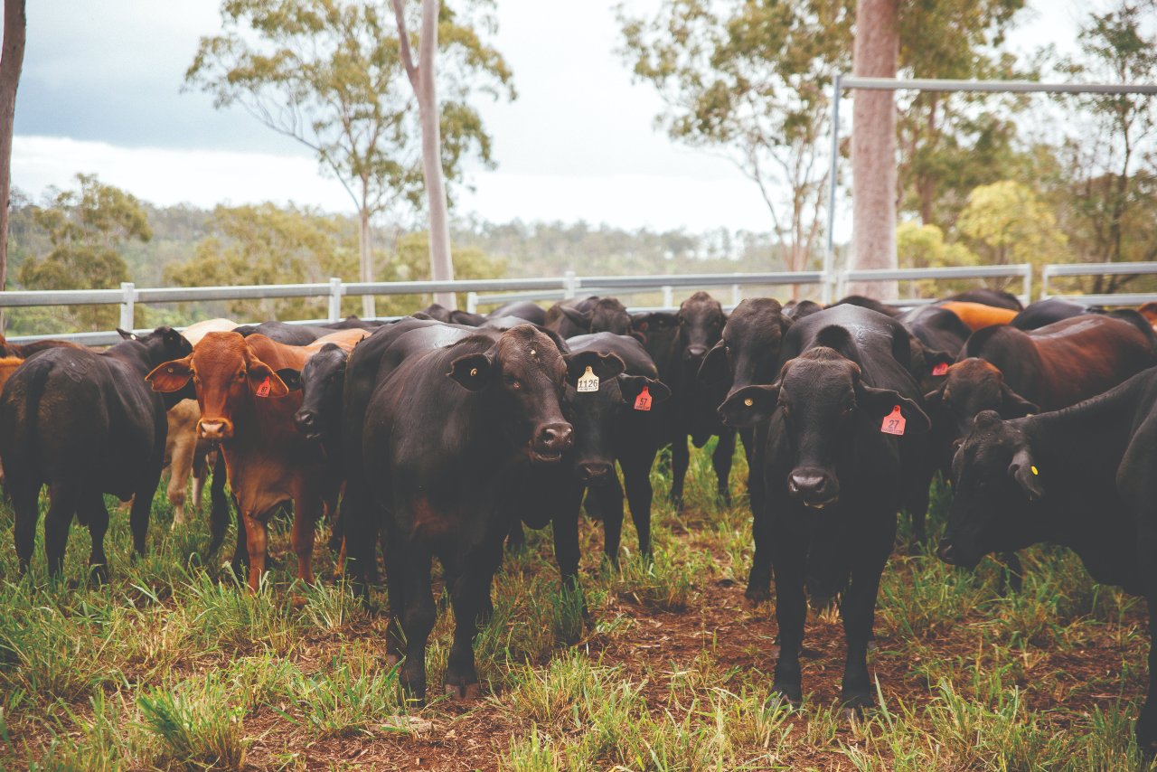What Is Carbon Farming in Australia? - GreenCollar