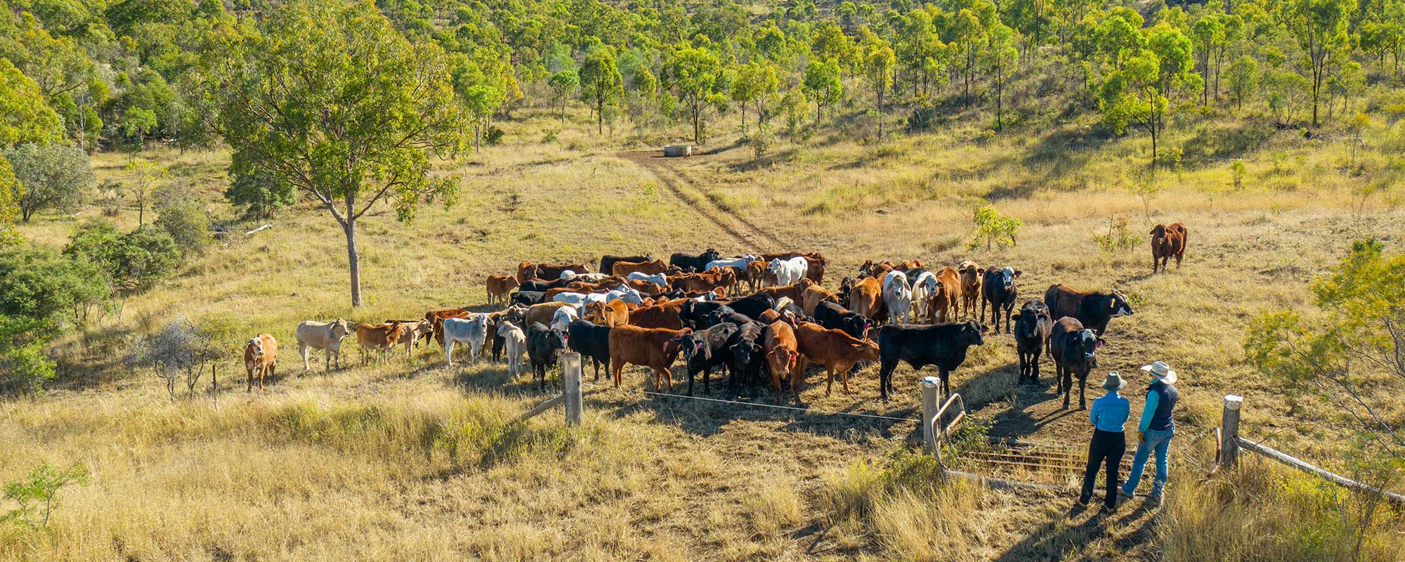 Carbon Project Development - GreenCollar