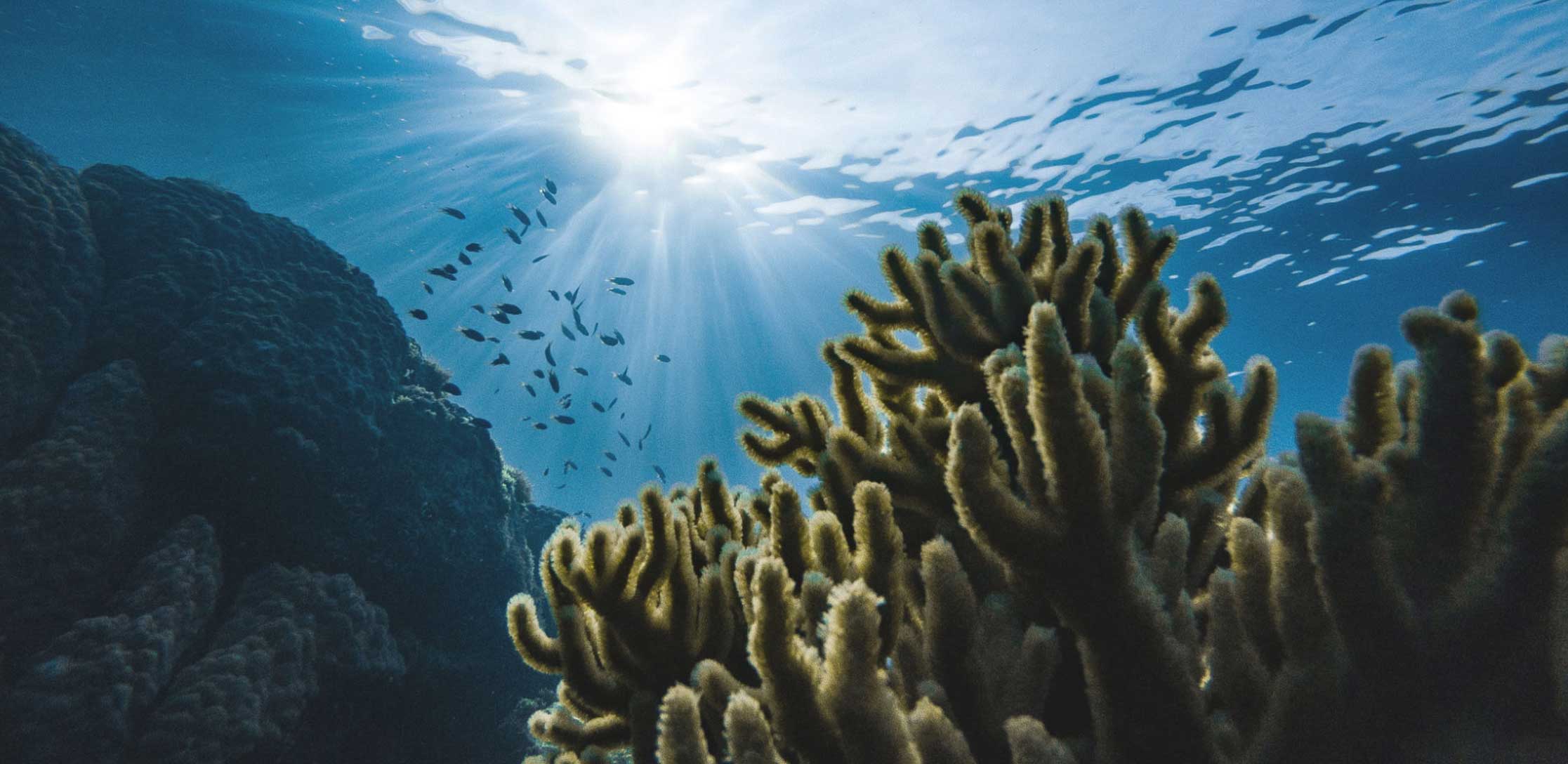 Reef Credits - GreenCollar