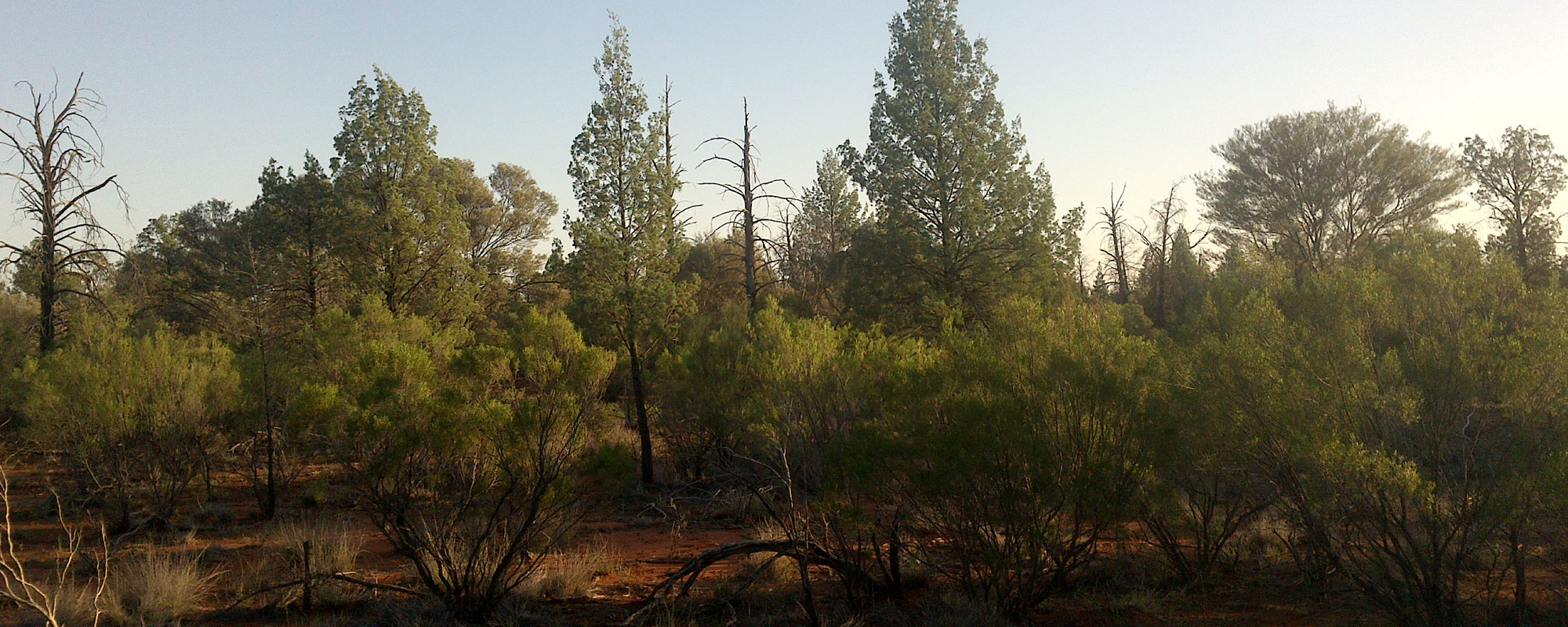 Bloodwood Native Forest Protection Project - GreenCollar