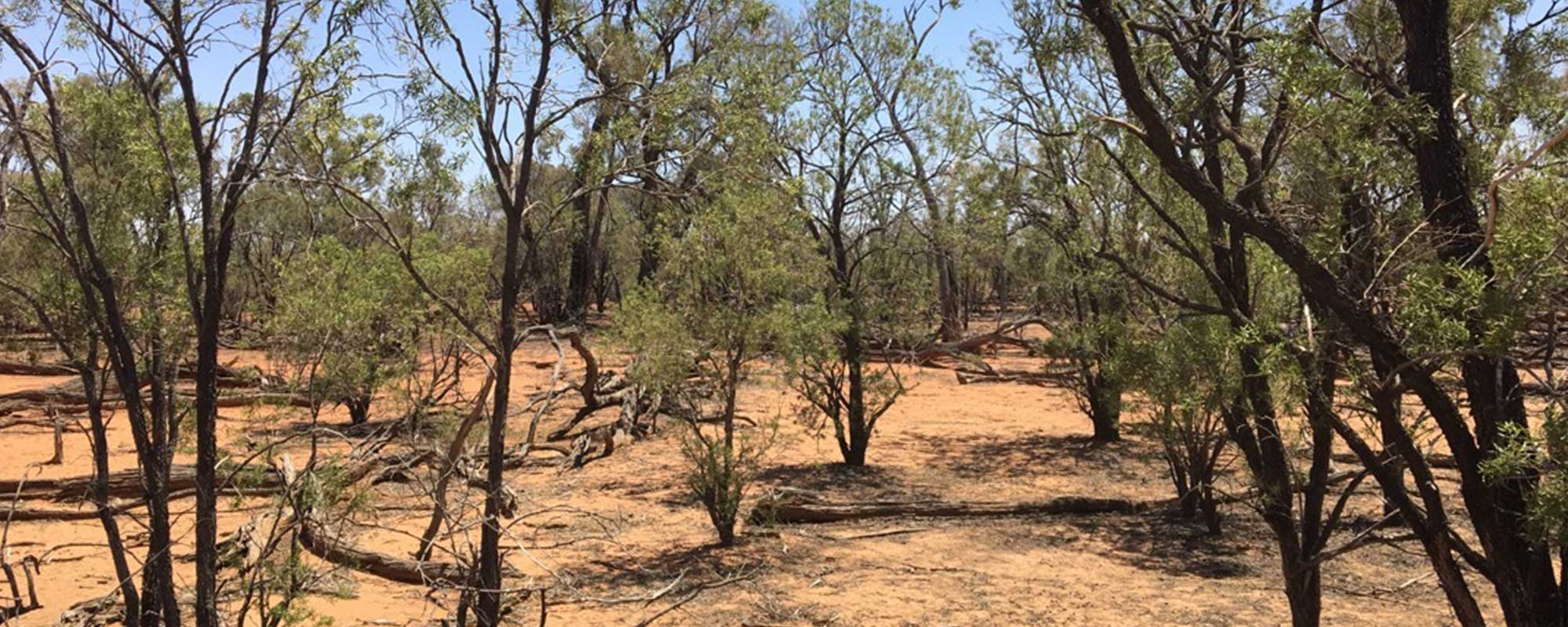 Catchment Conservation Alliance – Southern Rivers Initiative Site 4 ...