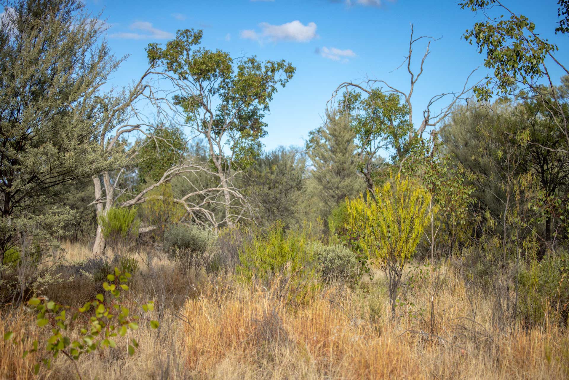 Catchment Conservation Alliance – Southern Rivers Initiative Site 5 ...