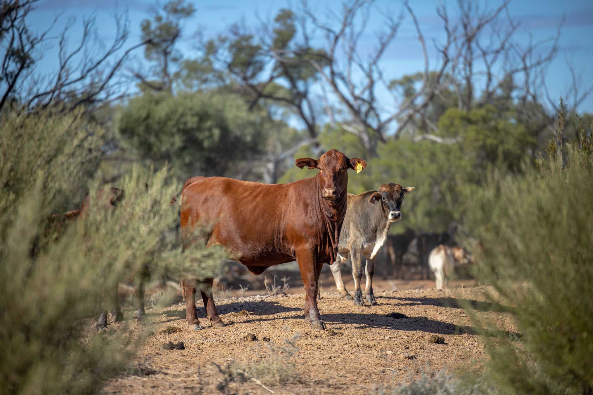 Catchment Conservation Alliance – Southern Rivers Initiative Site 5 ...