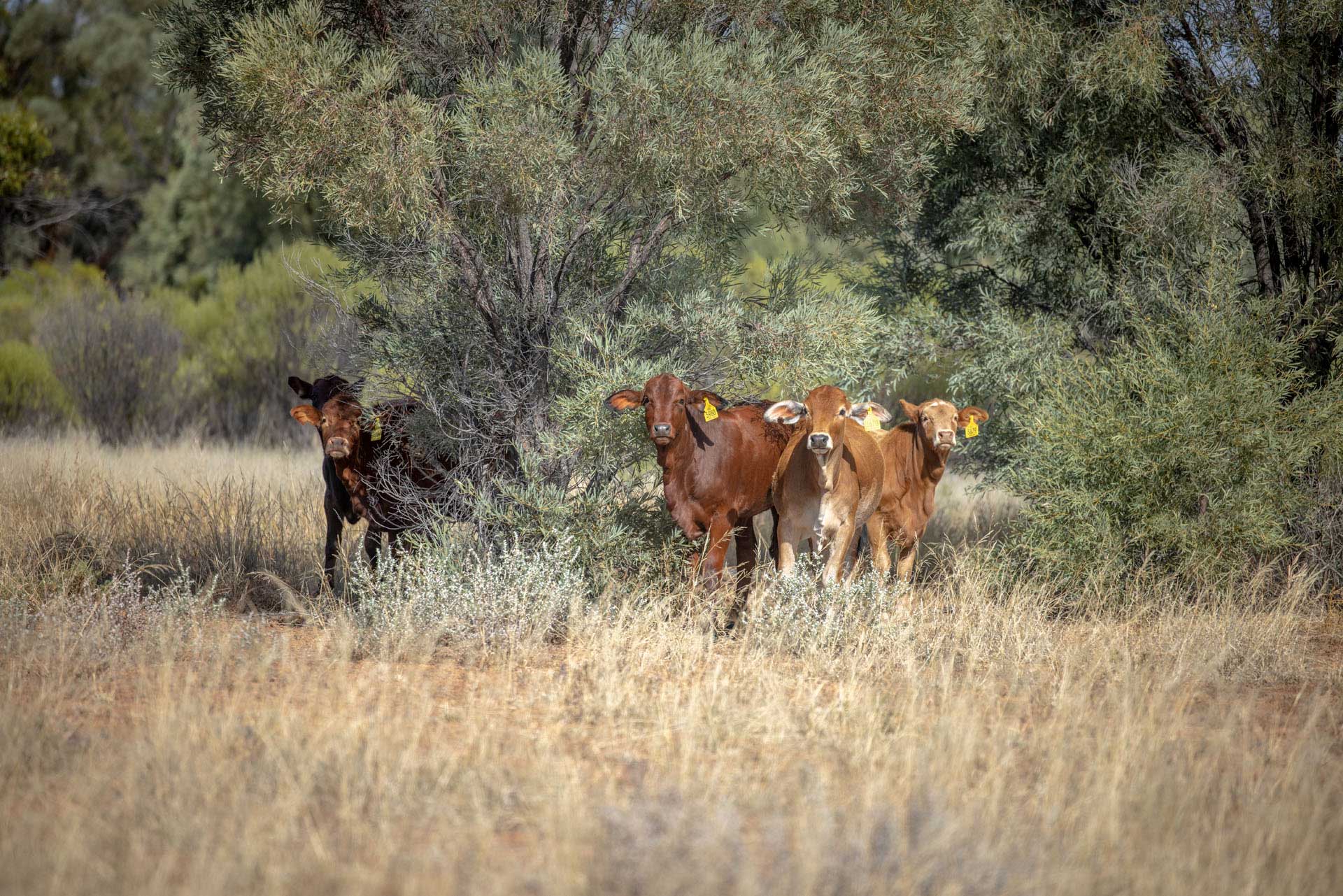 Catchment Conservation Alliance – Southern Rivers Initiative Site 5 ...