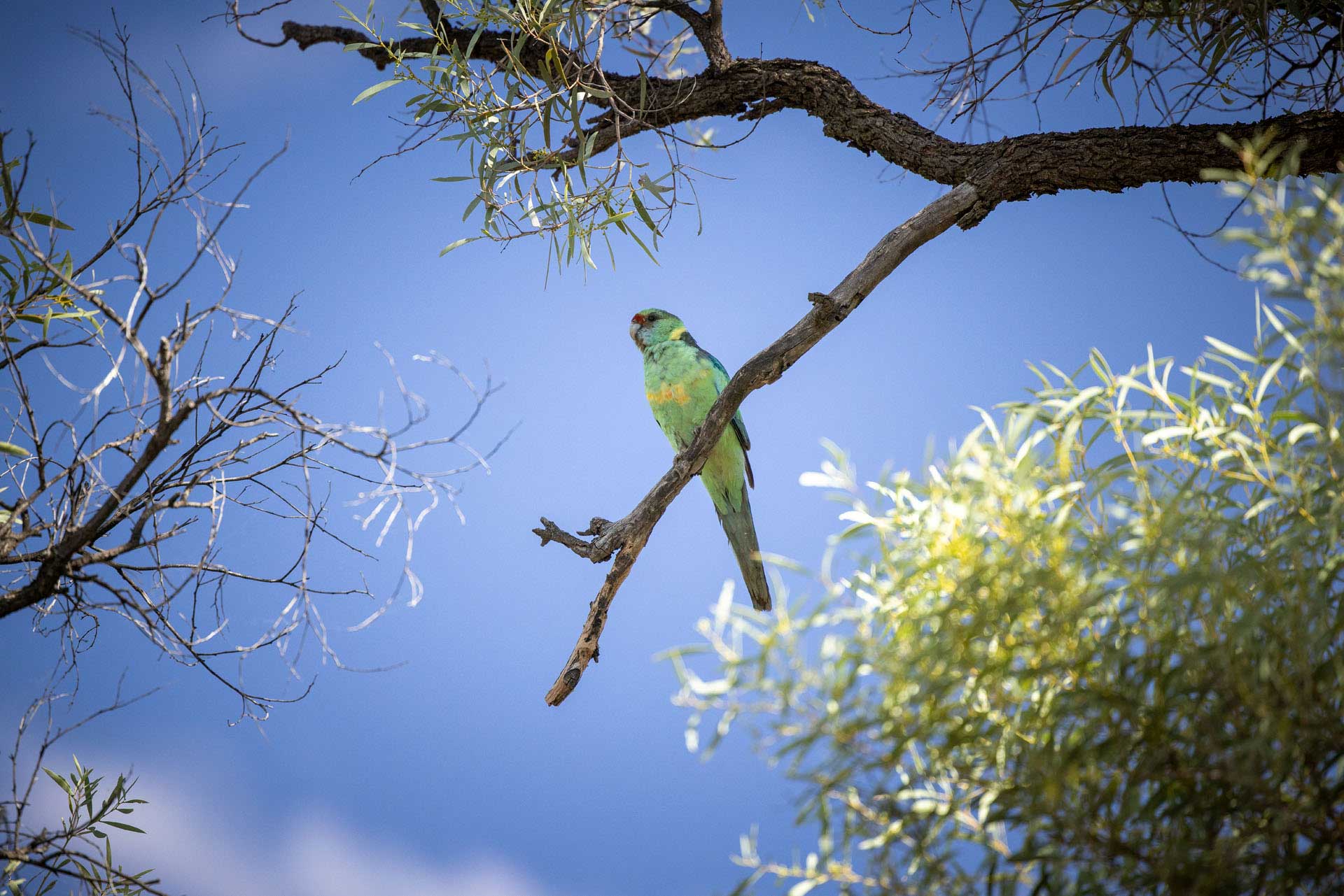 Catchment Conservation Alliance – Southern Rivers Initiative Site 5 ...