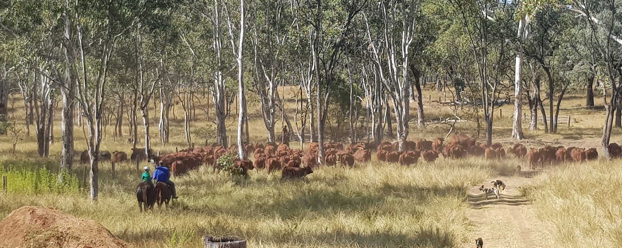 Catchment Conservation Alliance – GBR Initiative Site #3 - GreenCollar