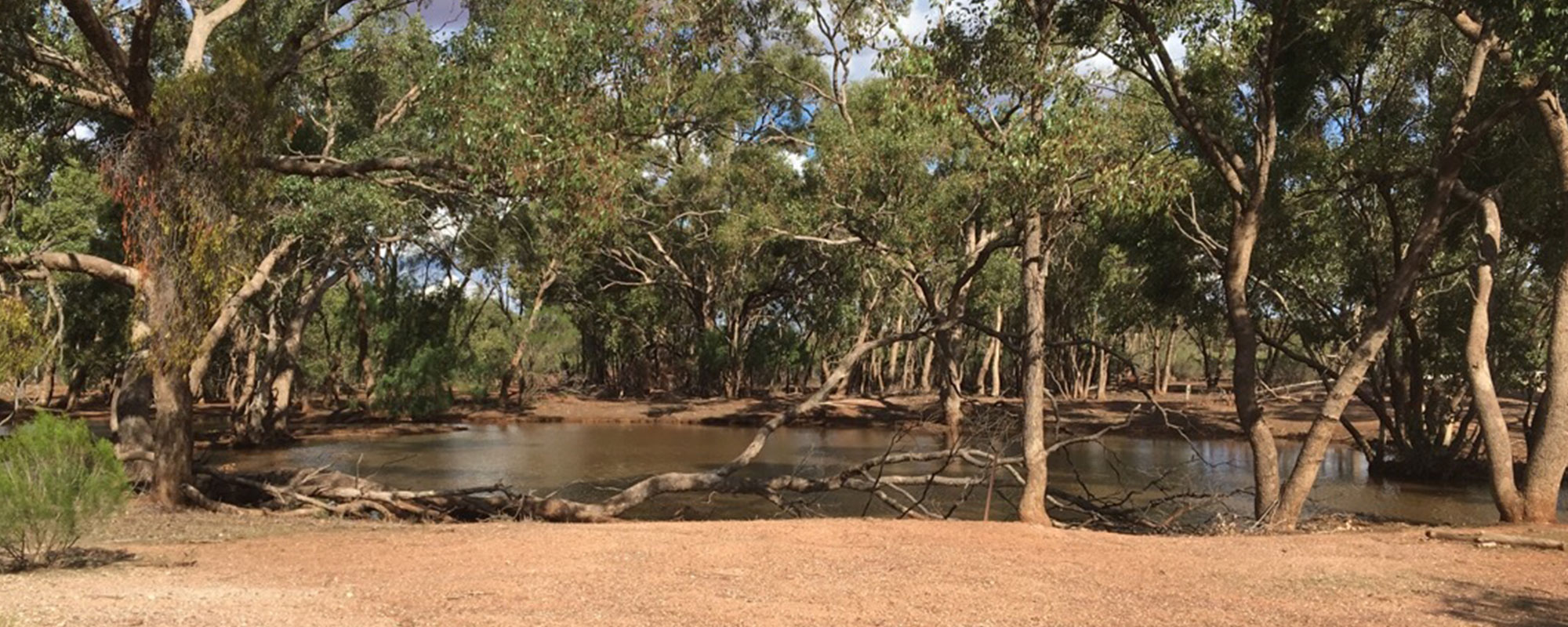 Killala Native Forest Protection Project - GreenCollar