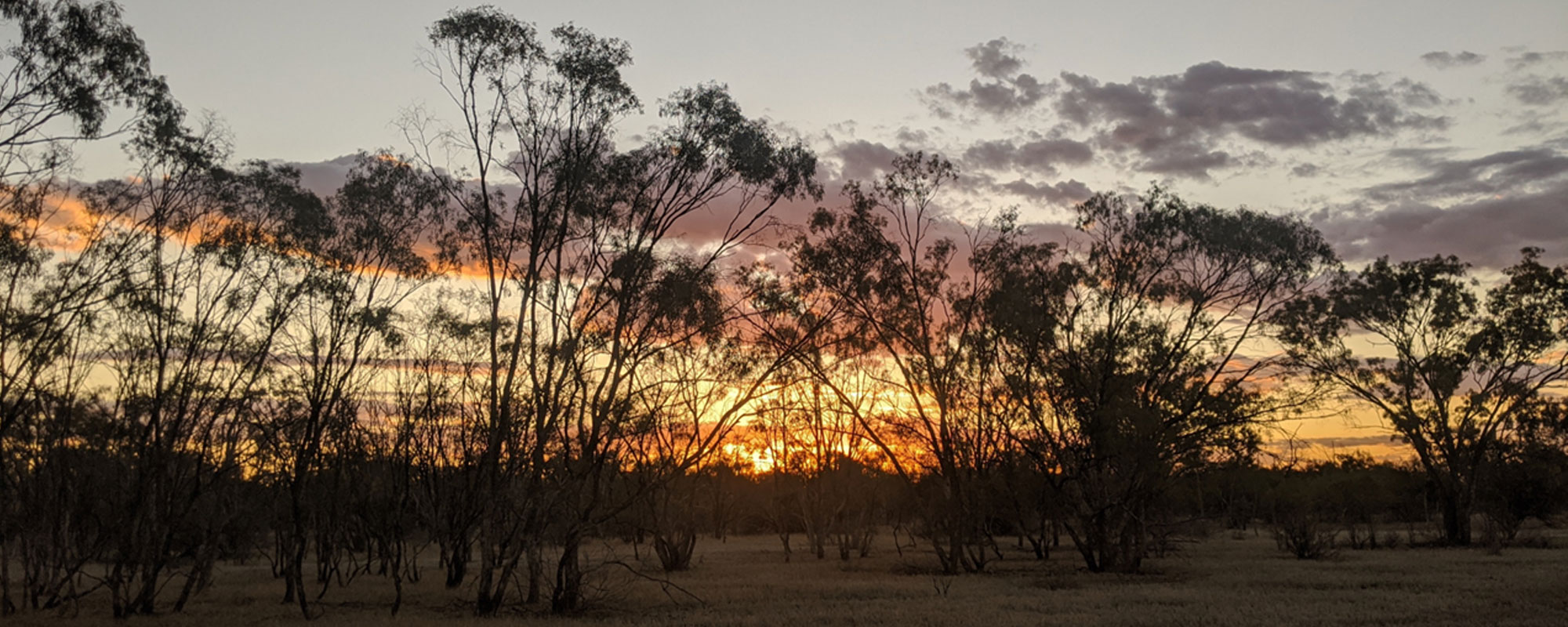 Long Swamp Native Forest Protection Project - GreenCollar