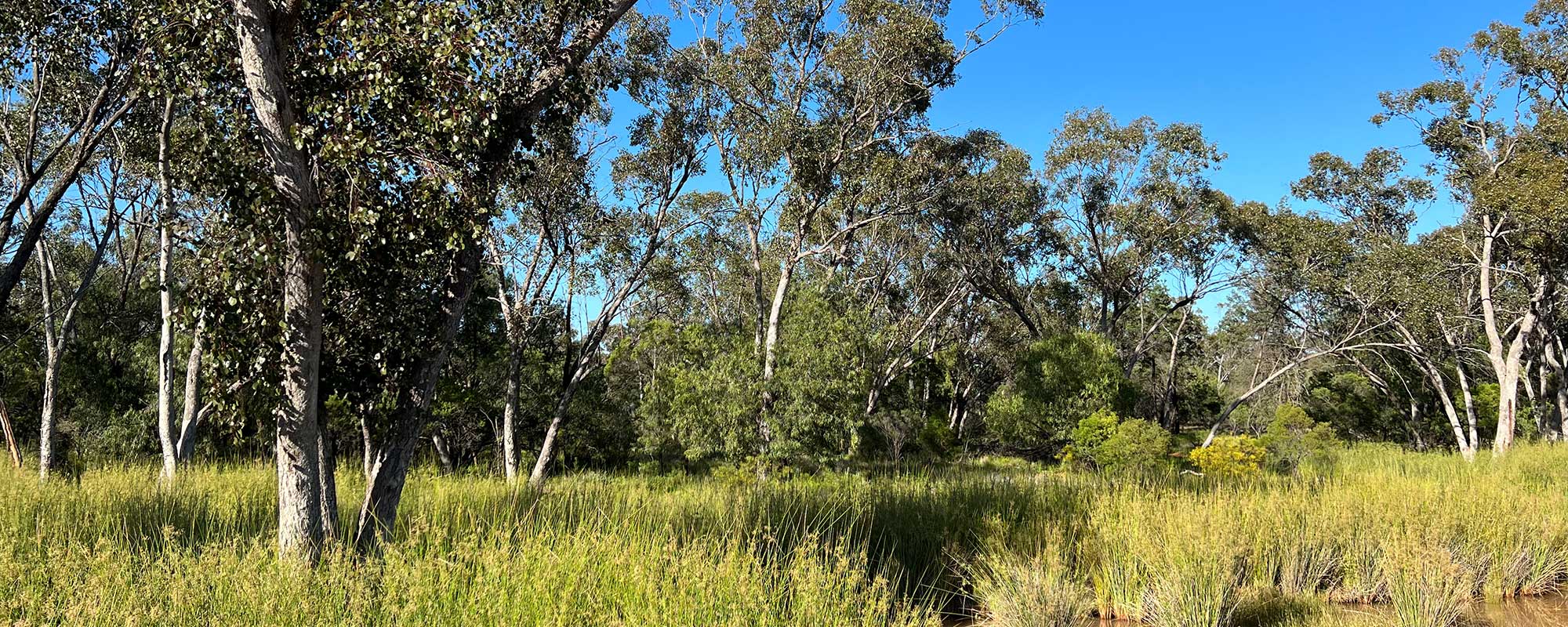 Claymore Native Forest Protection Project - GreenCollar