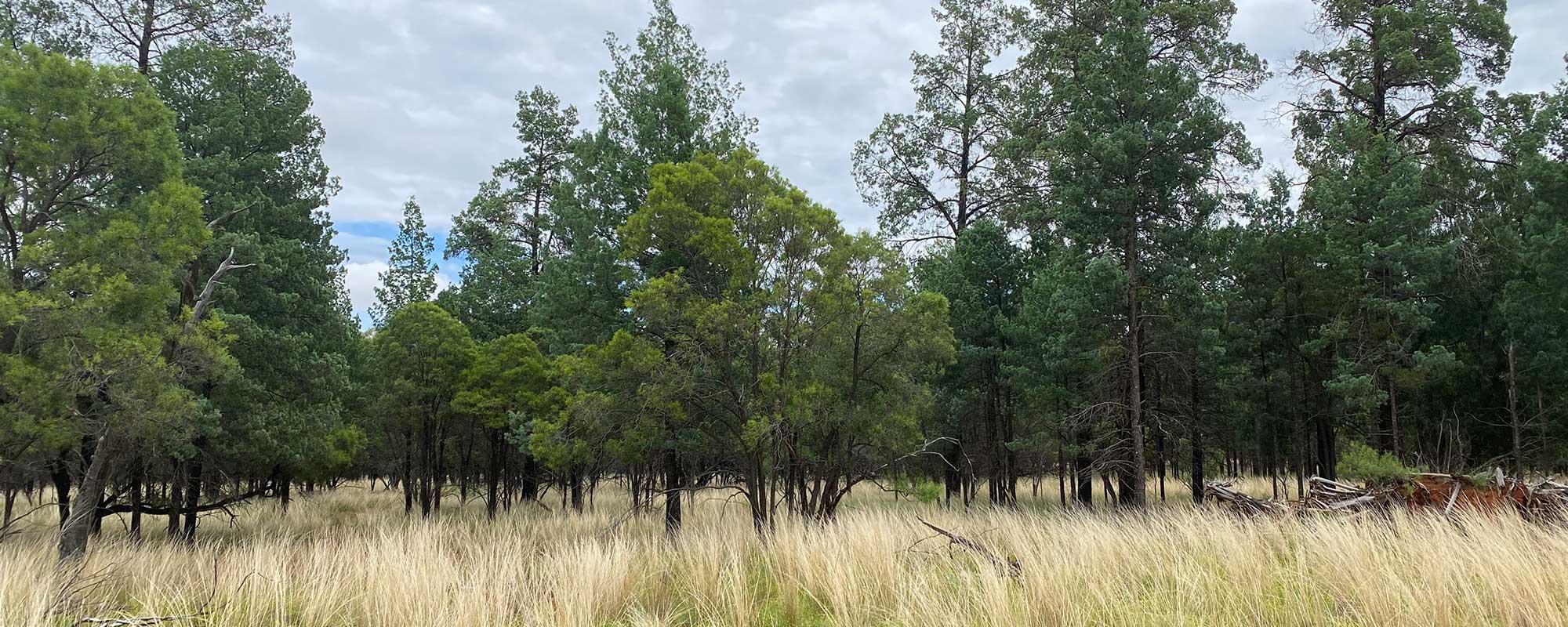 Etiwanda Native Forest Protection Project - GreenCollar