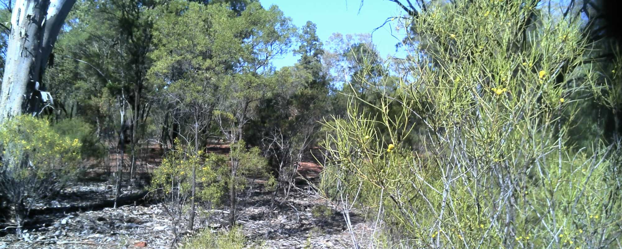 Glenrose Native Forest Protection Project - GreenCollar