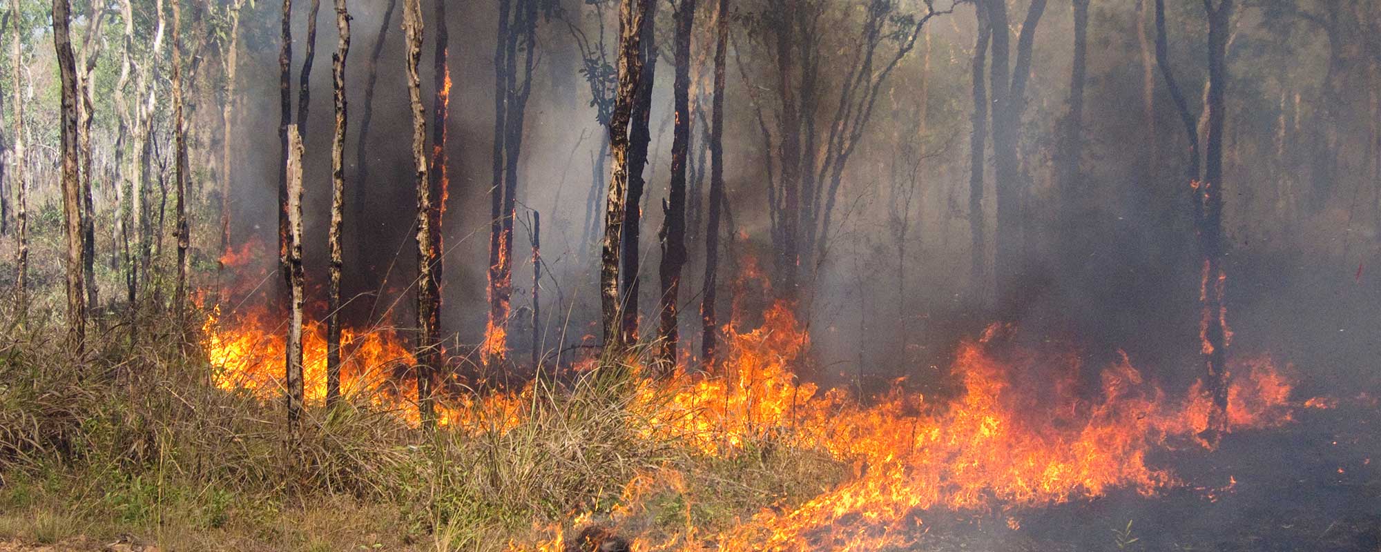 The impact of fire on carbon projects - GreenCollar