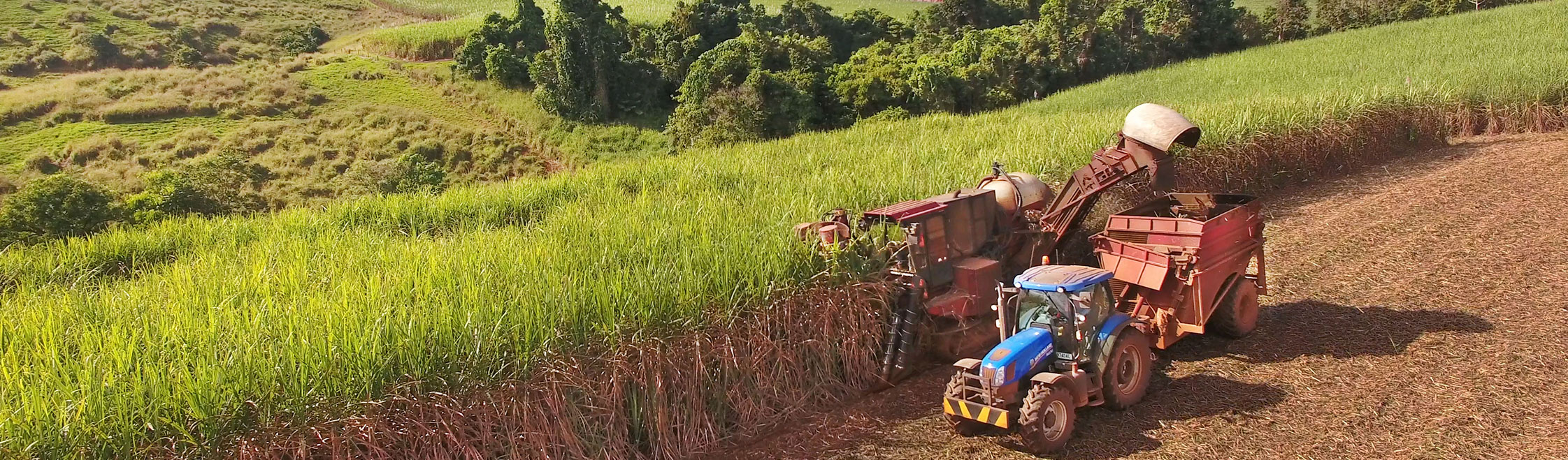 What are Reef Credits and how are they generated? - GreenCollar