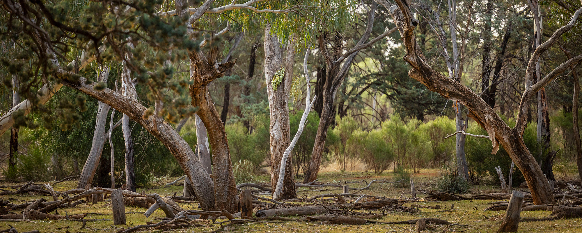 Kaleno Native Forest Protection Project - GreenCollar