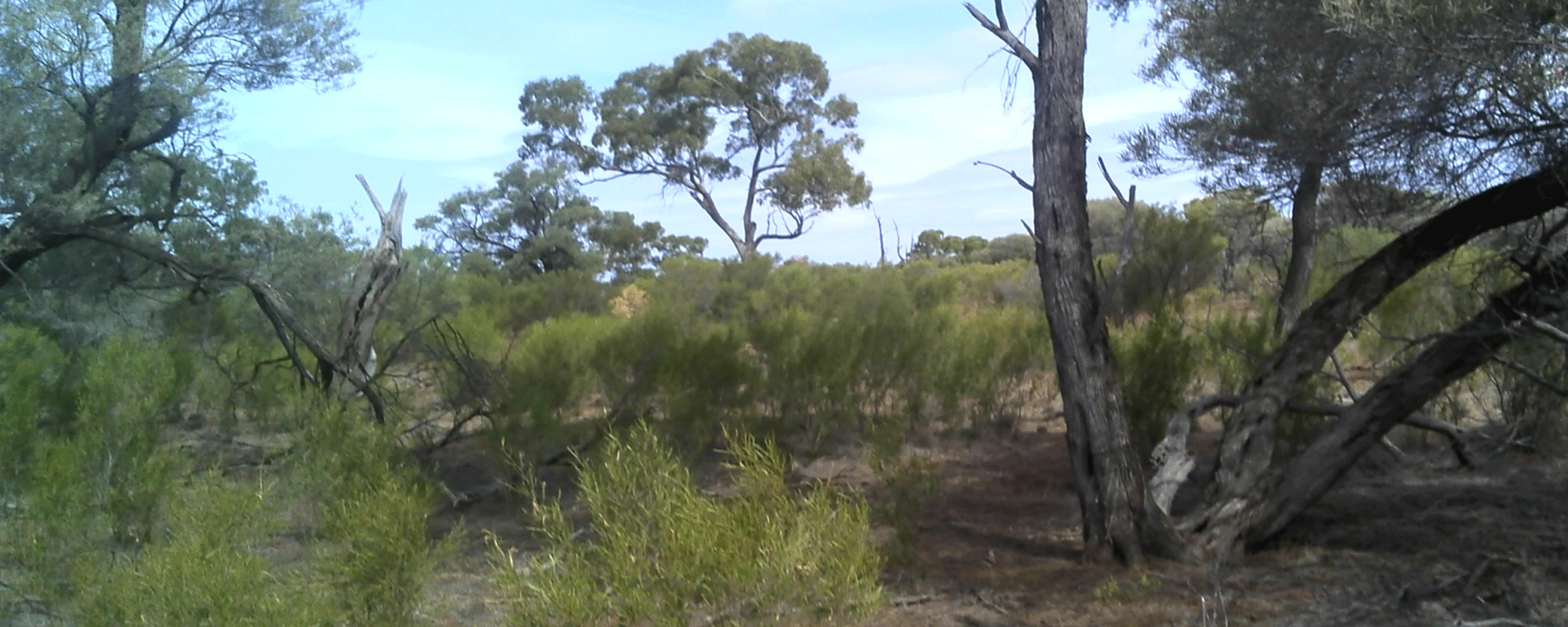 Lynwood HIR Project - GreenCollar