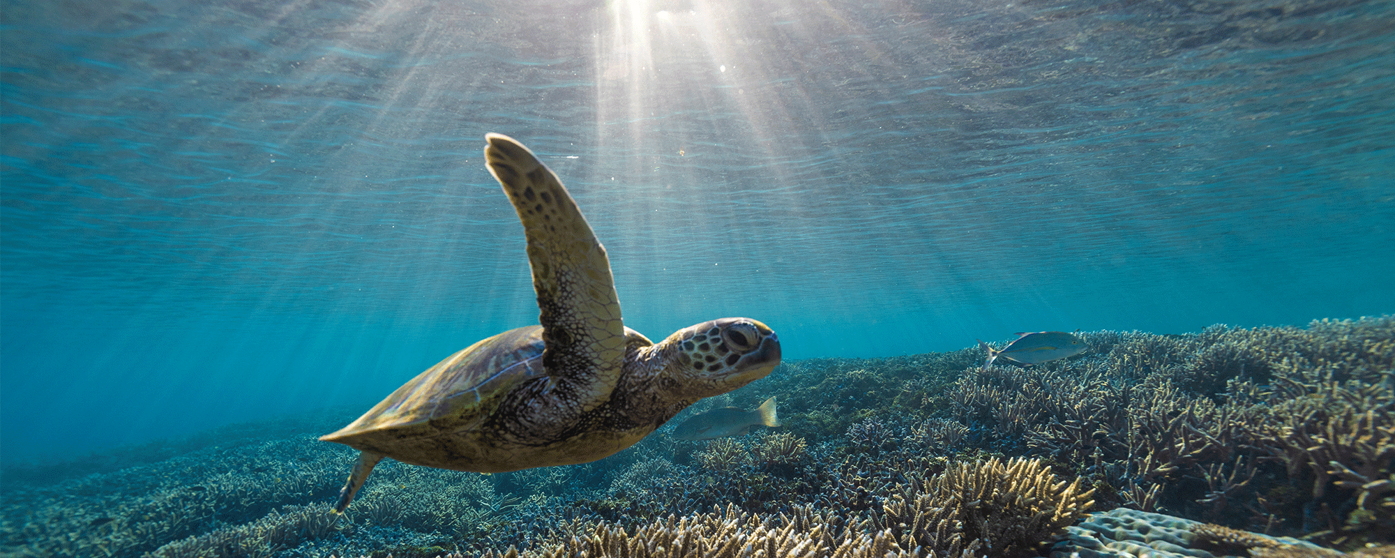 Major purchase of Reef Credits by Queensland Government - GreenCollar