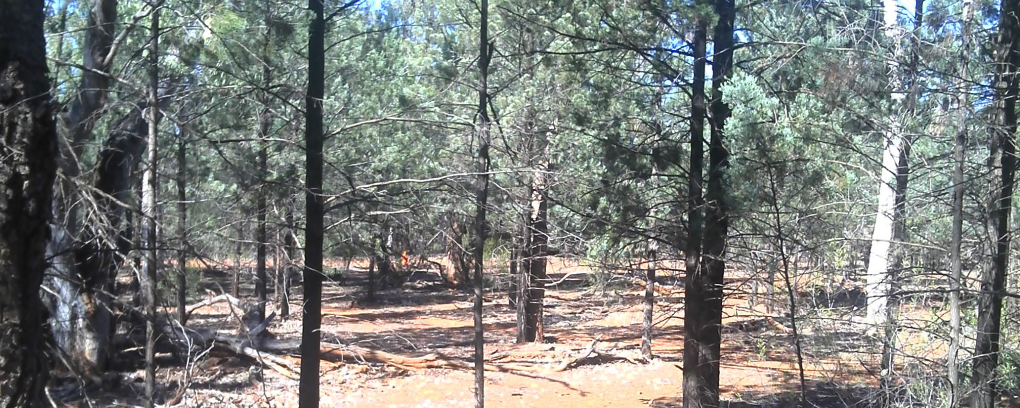 Meadow Glen Native Forest Protection Project - GreenCollar