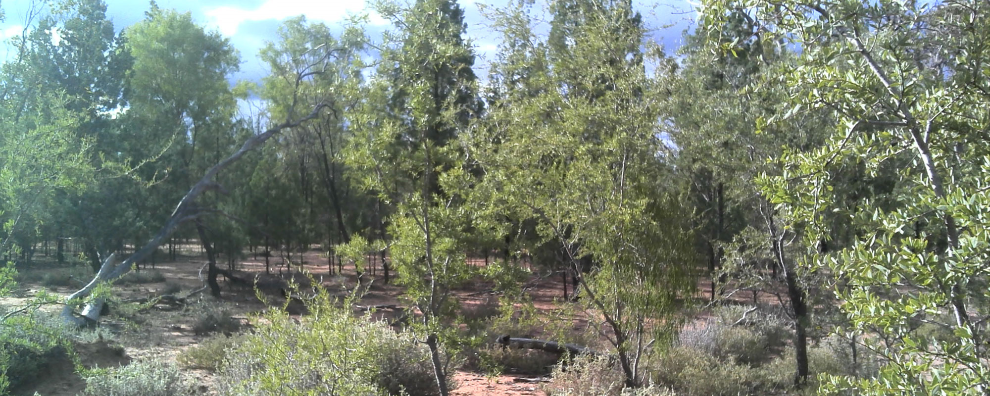 Far West Native Protection Project - GreenCollar